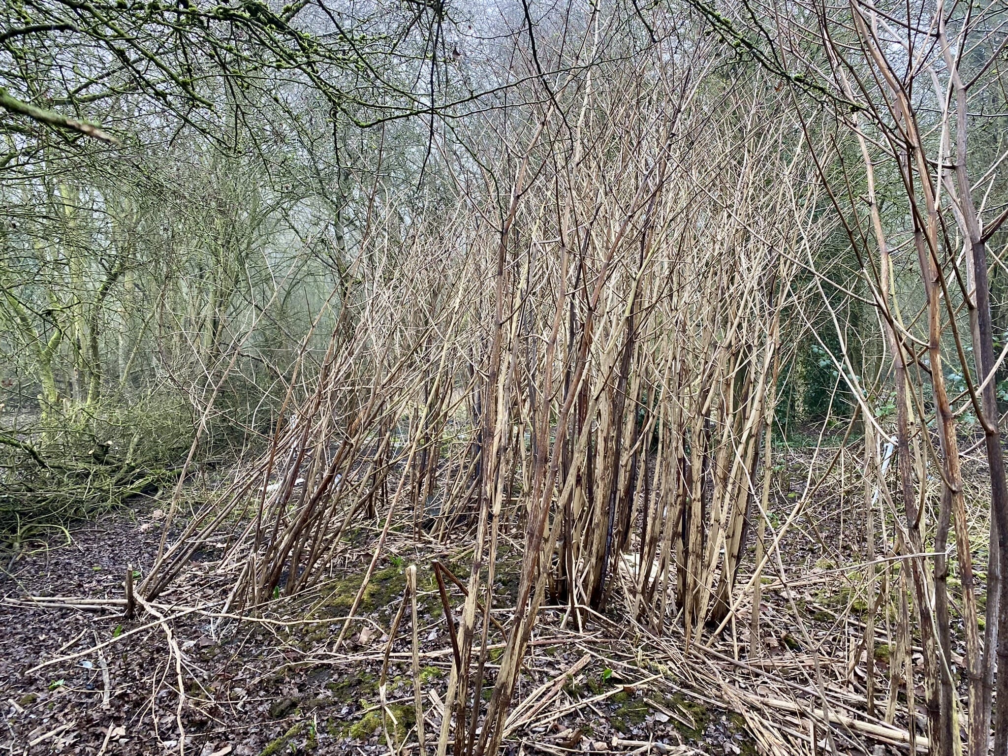 How to Identify Japanese Knotweed in Winter - PBA Solutions